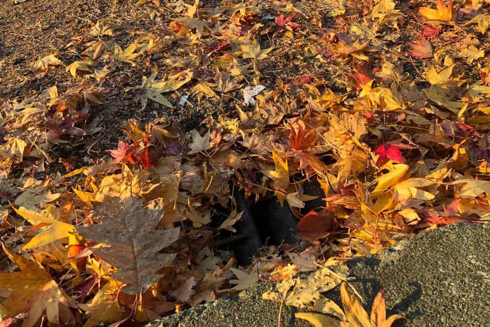 Fall Cleanup Services in Delaware County, PA | V. Serrano